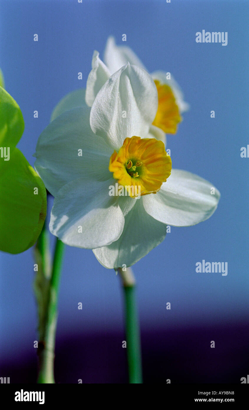 daffodil flower heads in groups of flowering plants Stock Photo - Alamy