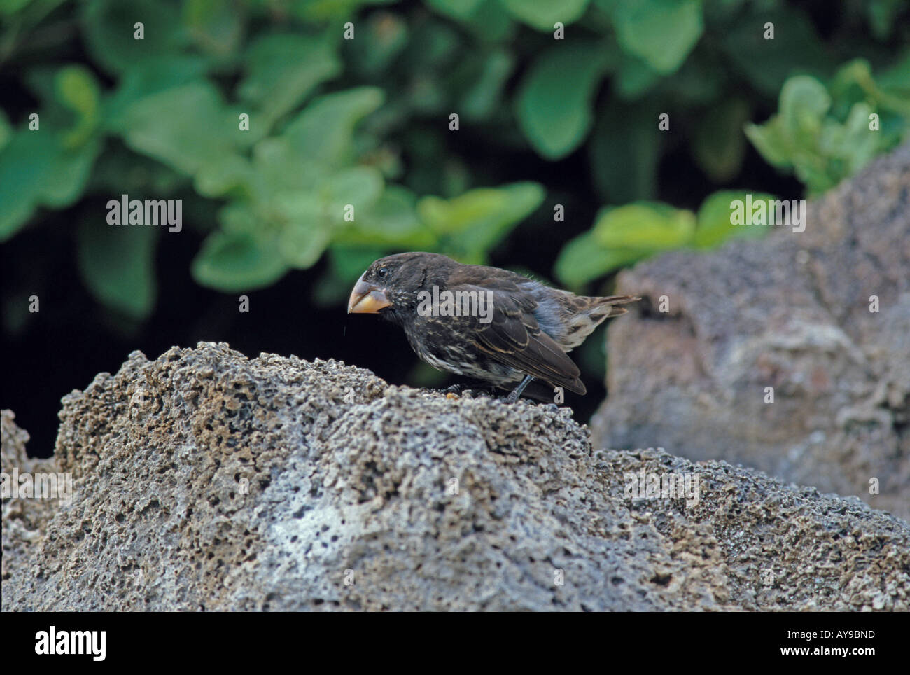 Galapagos finches hi-res stock photography and images - Alamy