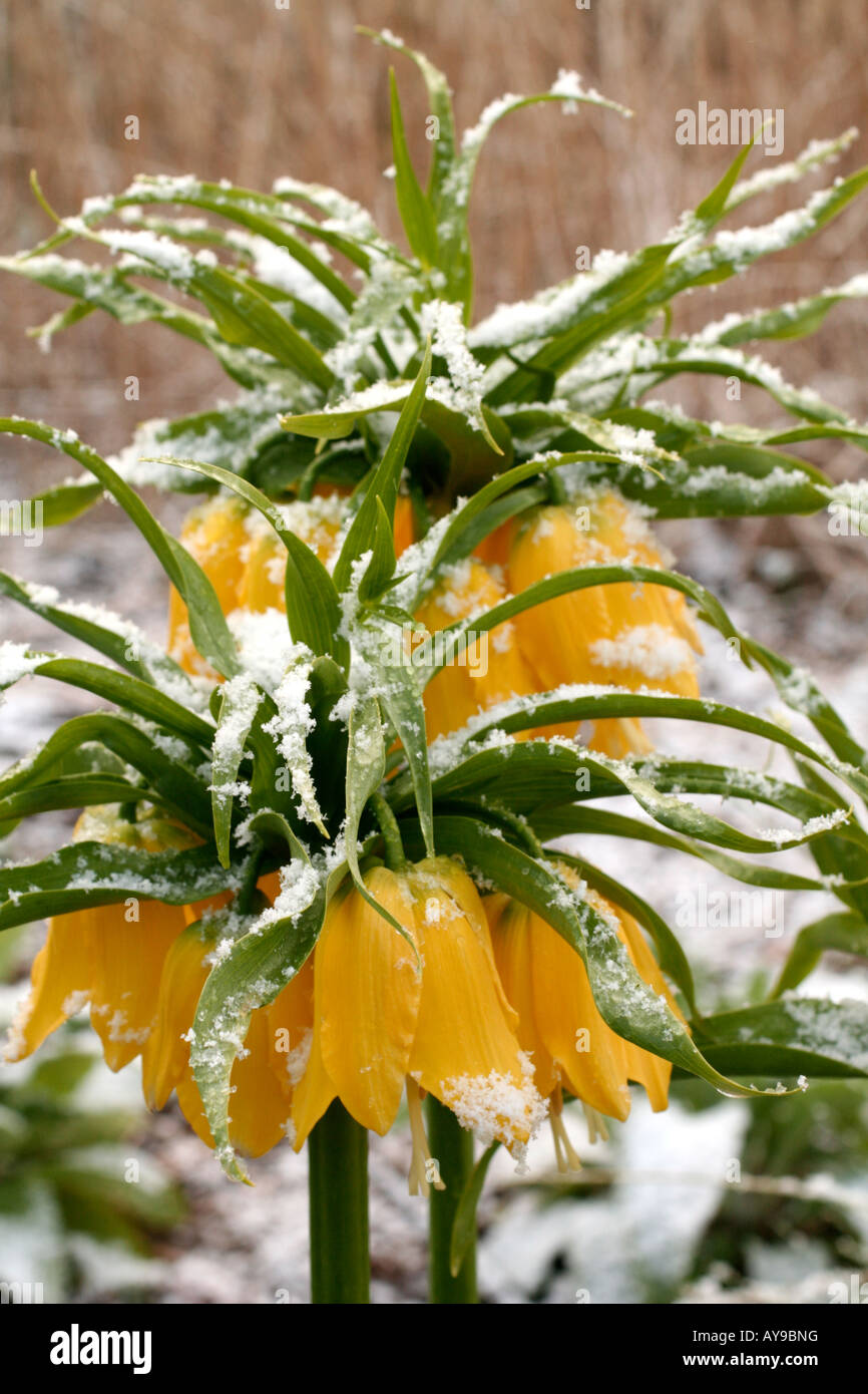 April máxima hi-res stock photography and images - Alamy