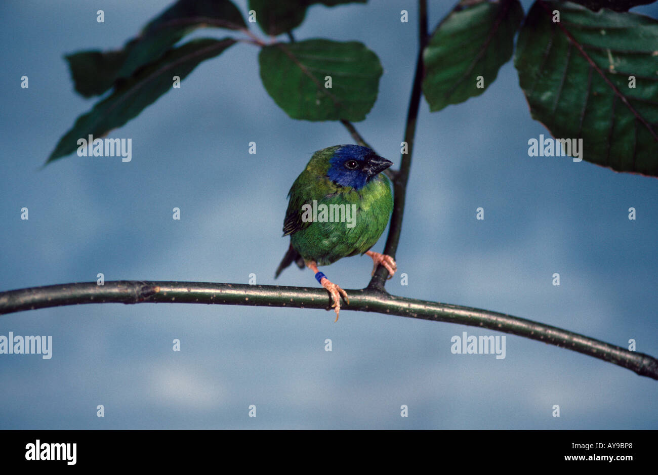 Parrot finch hi-res stock photography and images - Alamy