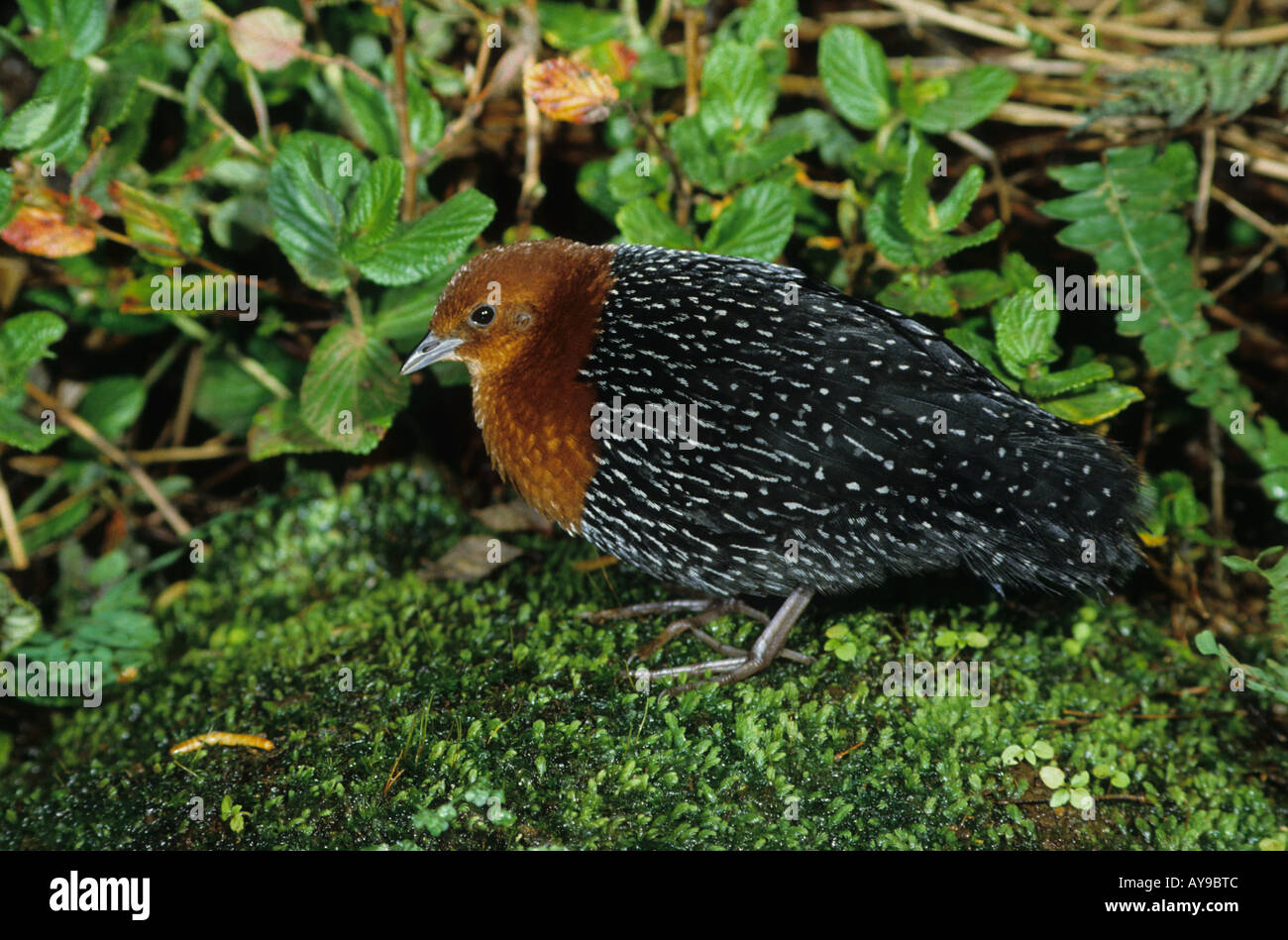 Flufftail hi-res stock photography and images - Alamy