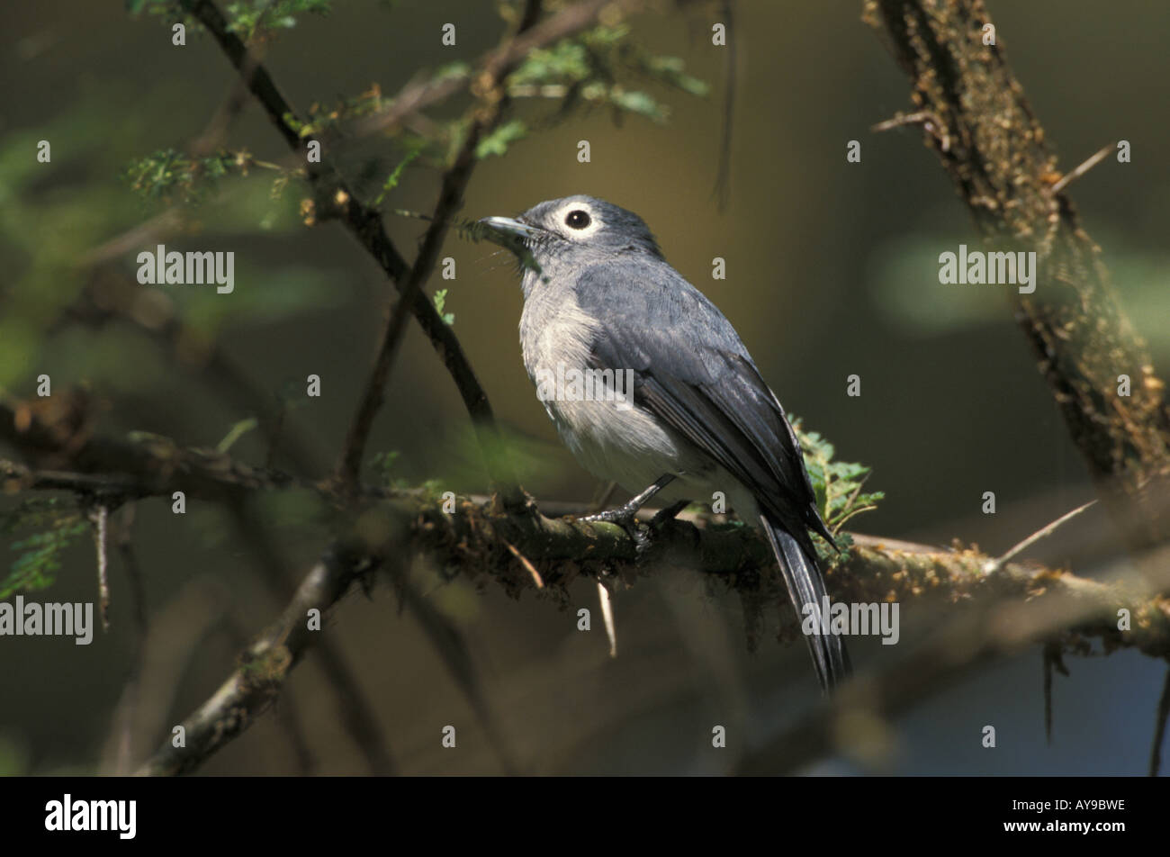 White eyed slaty flycatcher hi-res stock photography and images - Alamy