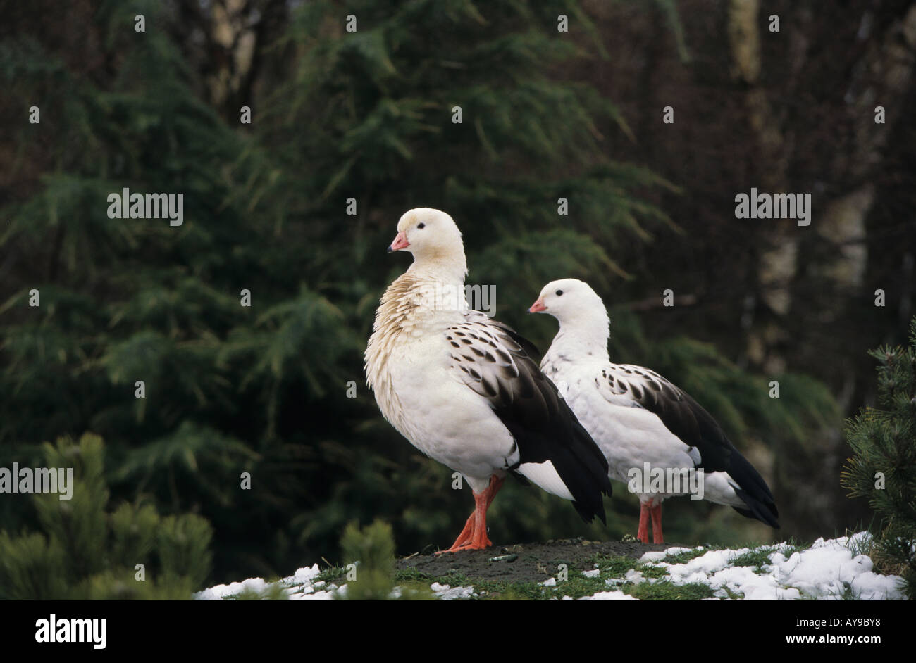 Andean geese chloephaga melanoptera hi-res stock photography and images ...
