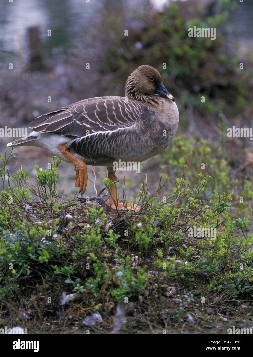 Bean Goose Anser fabalis Standing amongst vegetation foot raised Stock ...