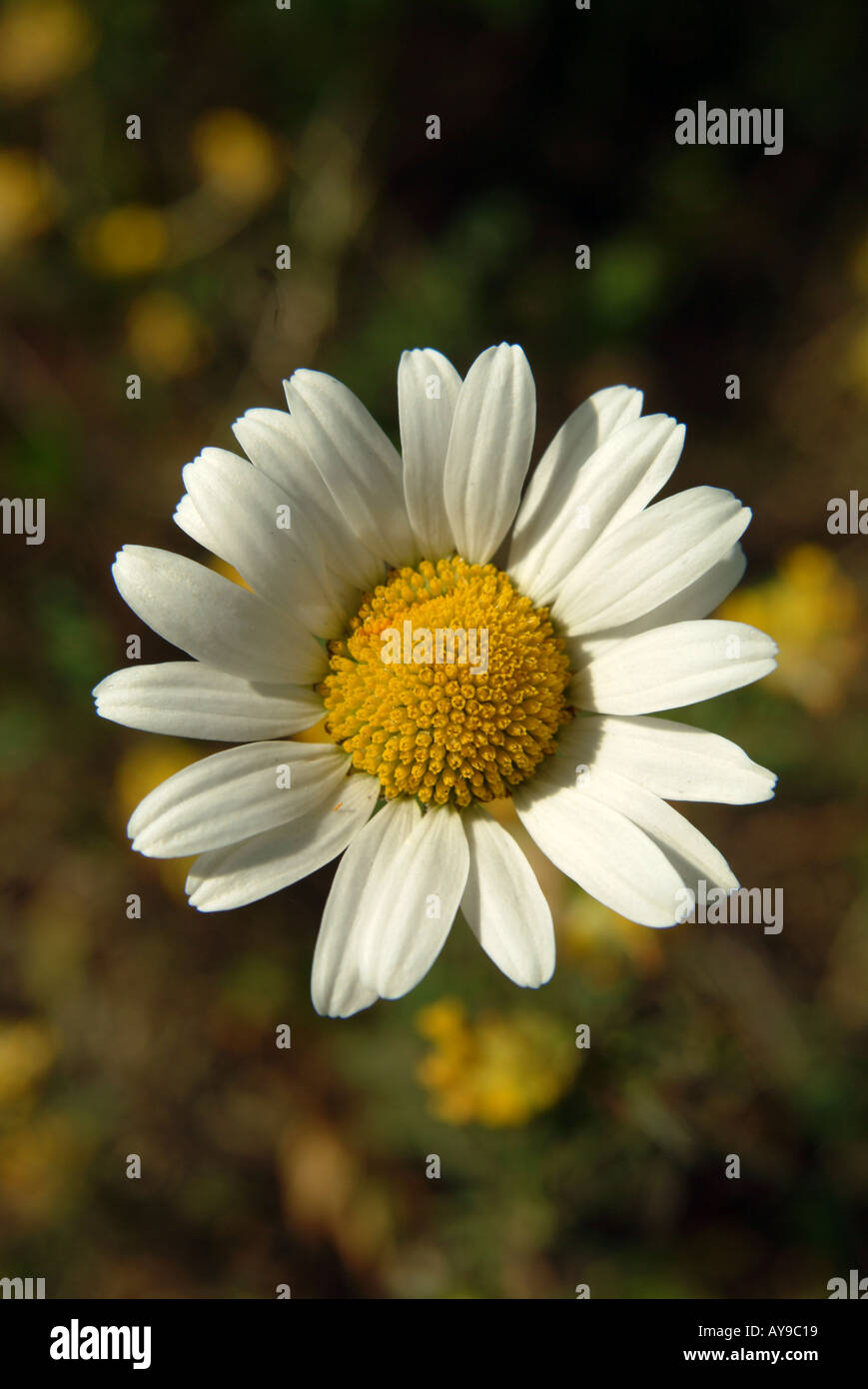 daisy flower Cotswolds Gloucestershire England UK Europe Stock Photo ...