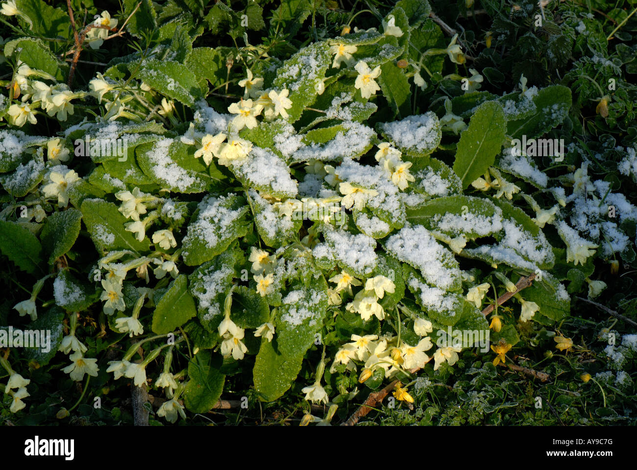 Primrose flowers uk hi-res stock photography and images - Alamy