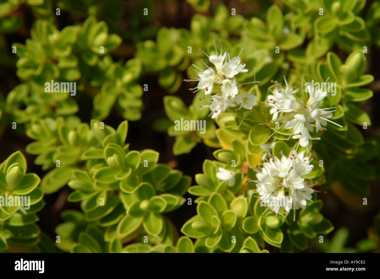 flowering hebe plant Cotswolds Gloucestershire England UK Europe Stock ...