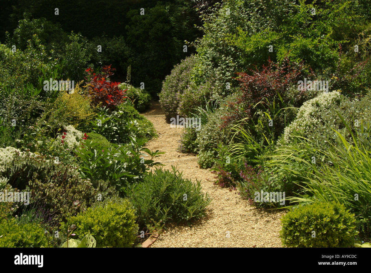 gravel path through shrub garden Cotswolds Gloucestershire England UK ...