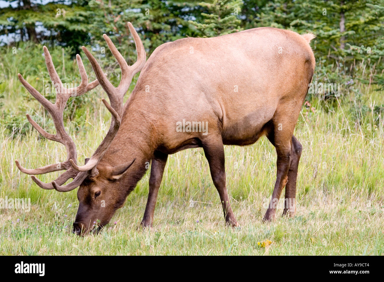 Five point bull elk hi-res stock photography and images - Alamy