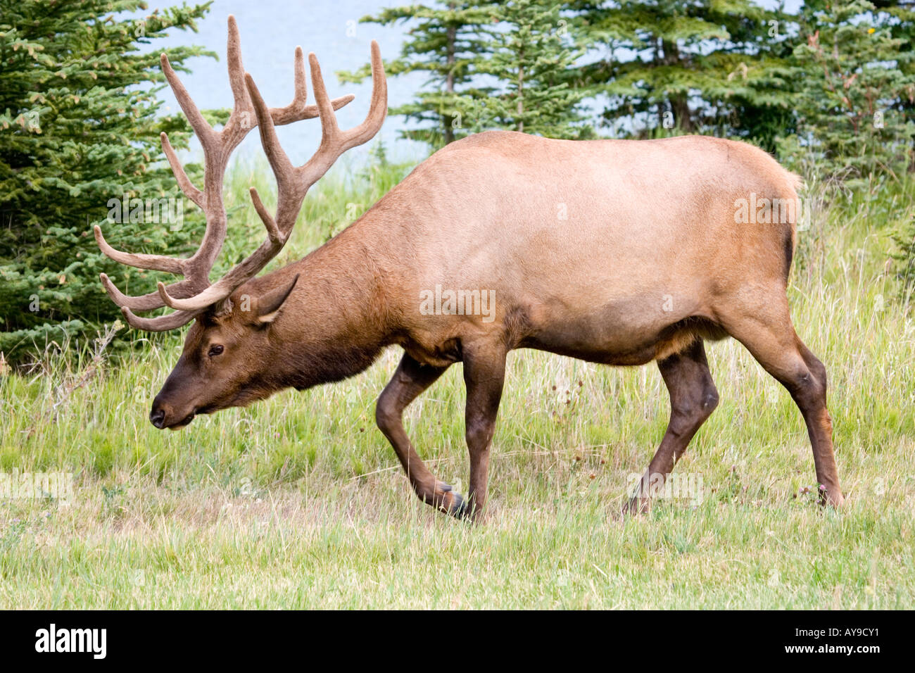 Seven point bull elk hi-res stock photography and images - Alamy