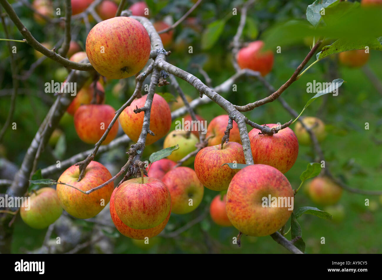 Apple blenheim orange fruit hi-res stock photography and images - Alamy