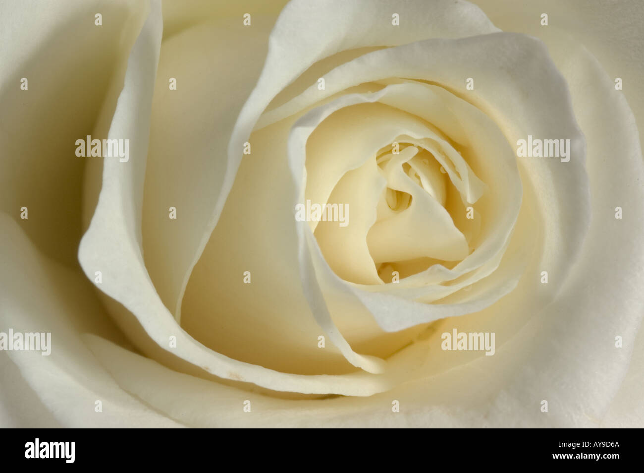White rose of yorkshire High Resolution Stock Photography and Images ...