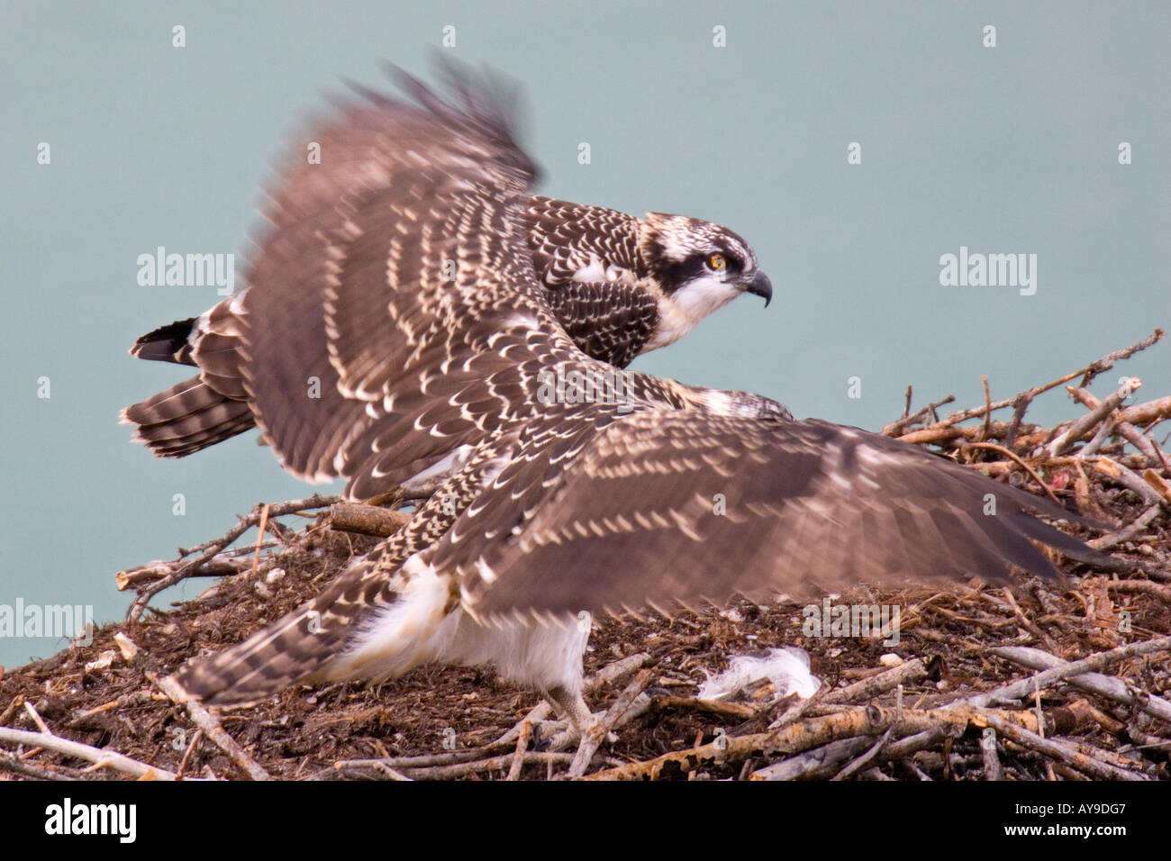 Two young Osprey in the nest one flapping wings Stock Photo - Alamy