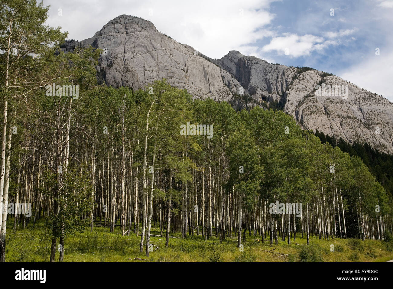 Mountain landscape in Banff National Park Canada Stock Photo - Alamy
