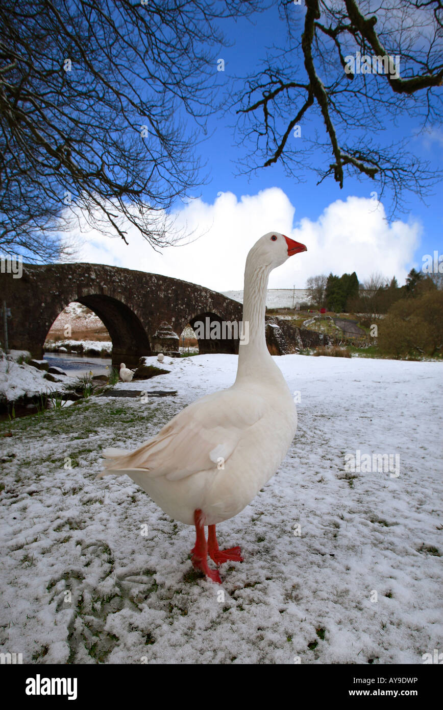 Geese footprints hi-res stock photography and images - Alamy