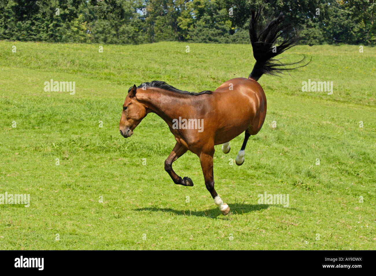 Horse bucking hi-res stock photography and images - Alamy