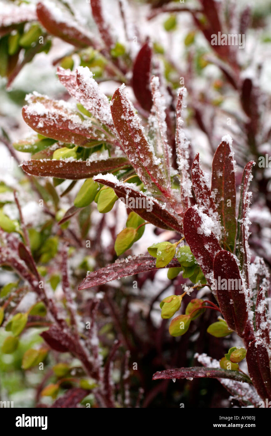 APRIL SNOW ON EUPHORBIA AMYGDALOIDES Stock Photo - Alamy