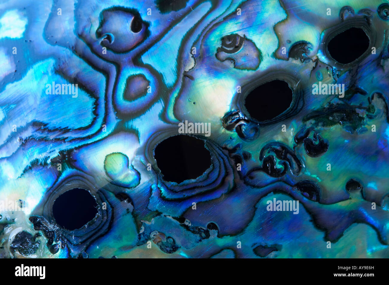 Paua Shell Abalone Stock Photo - Alamy