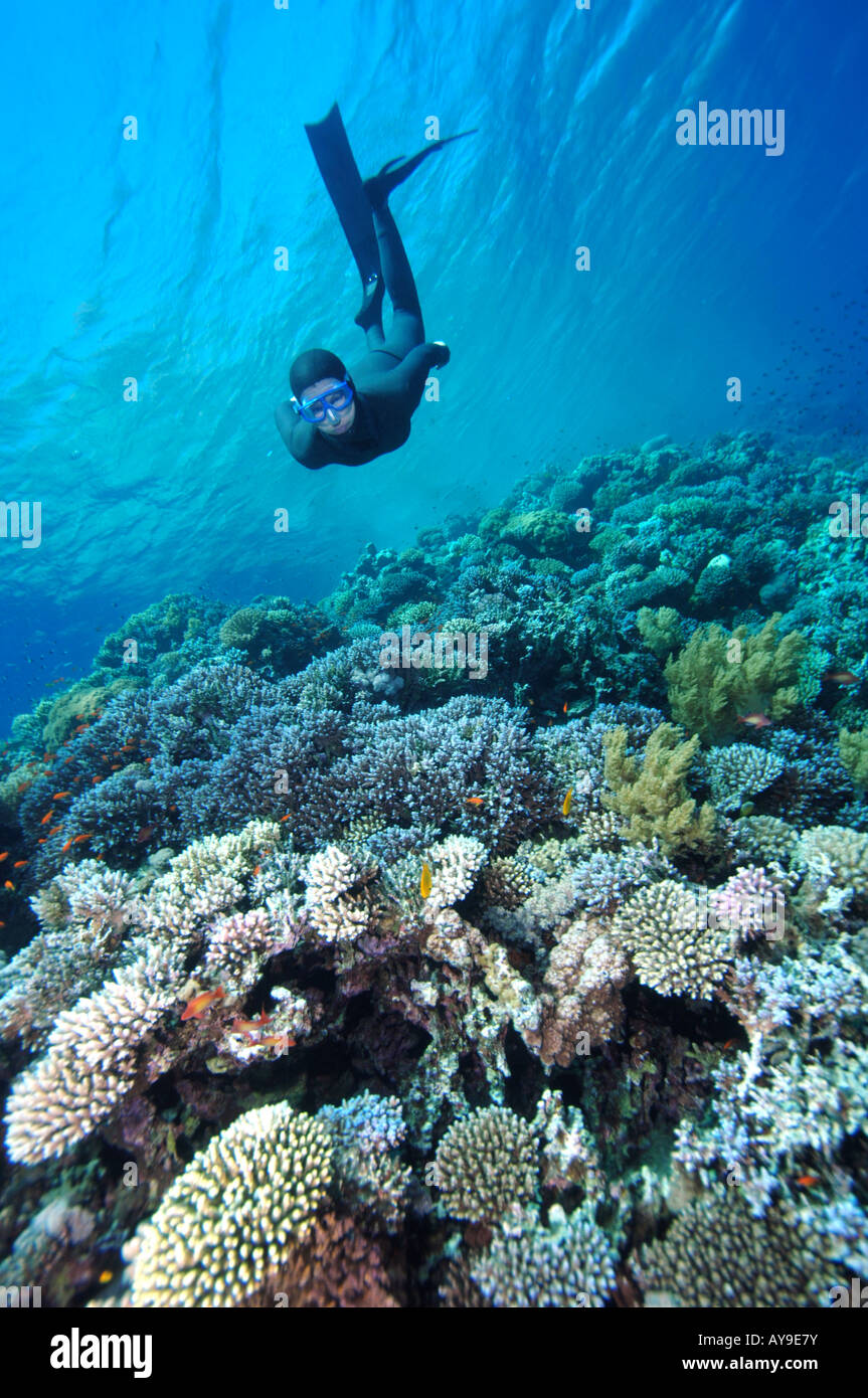 British diving champion hi-res stock photography and images - Alamy