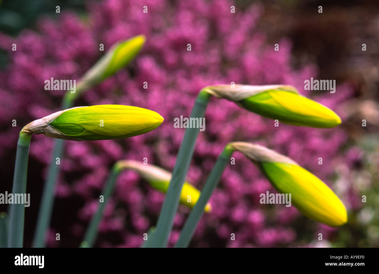 Spring Daffodils To Bloom Growing In An English Garden UK Stock Photo ...