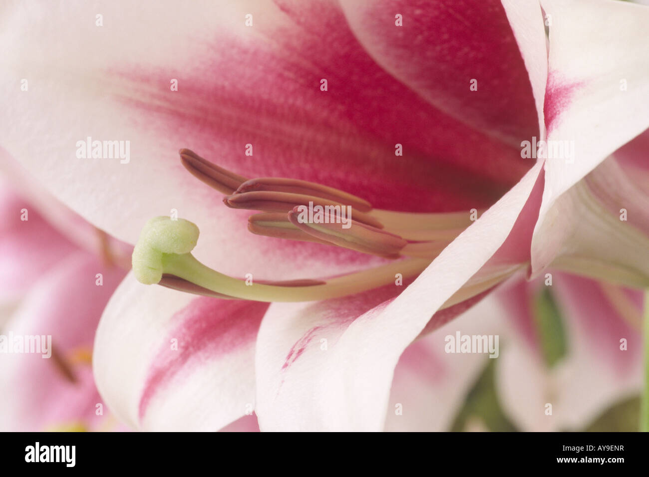 Lilium 'Triumphator' (Oriental-Trumpet hybrid Lily) OT Hybrid Stock ...