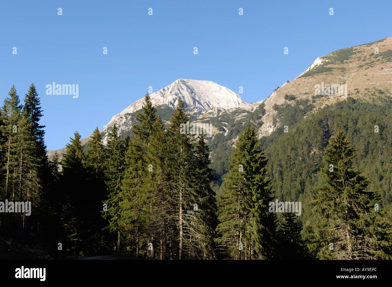 Pirin national park forest hi-res stock photography and images - Alamy