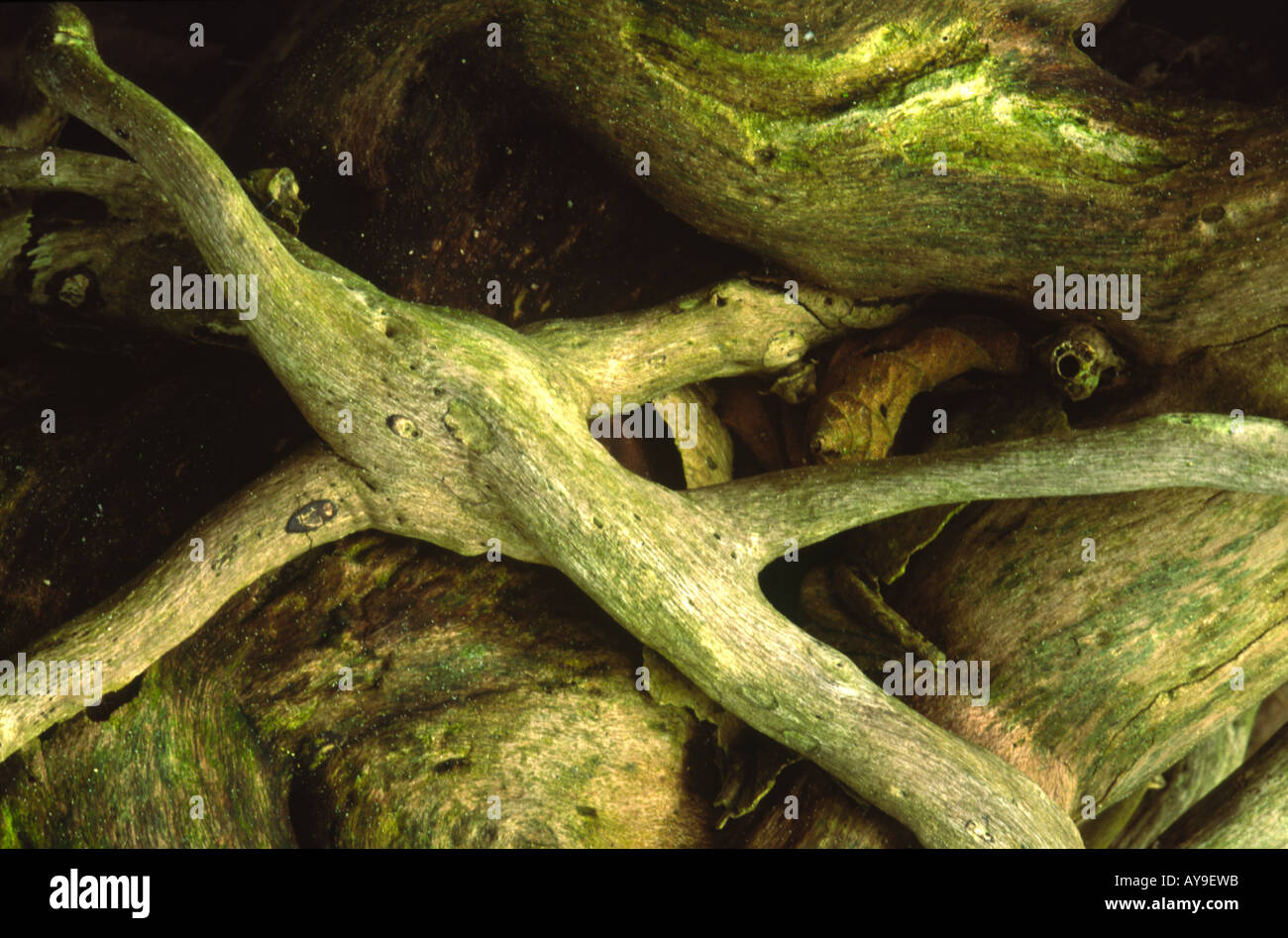 Wood intertwined stems ivy dead algae abstract figure twist hi-res ...