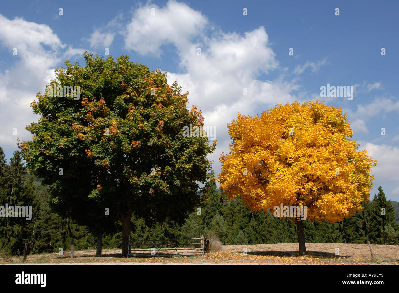 Two colorful maple leaves hi-res stock photography and images - Alamy