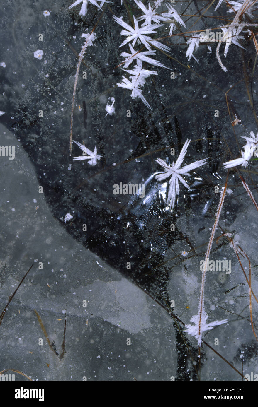 Ice and frost on a frozen pool Stock Photo - Alamy