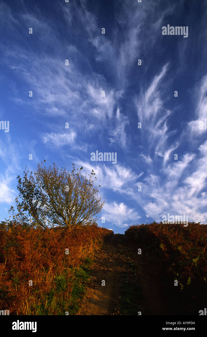 Autumn Bracken And Single Tree Leading To The Sky At Sunset Stock Photo ...