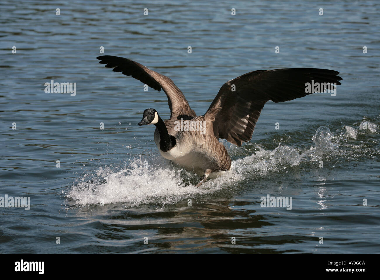 Canada goose landing on water Stock Photo - Alamy