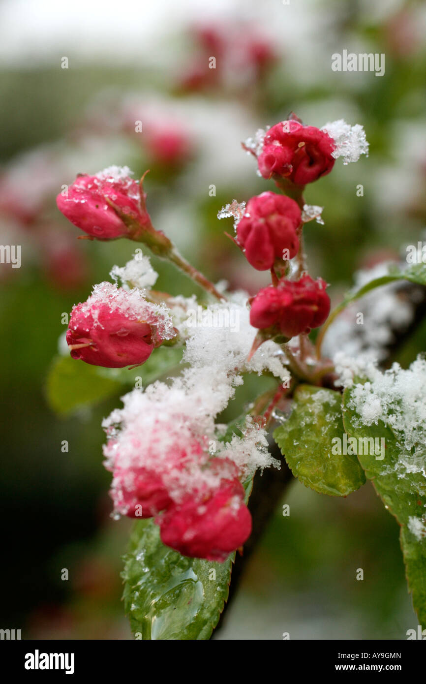 Revit Malus Spring Snow Flowering Crabapple