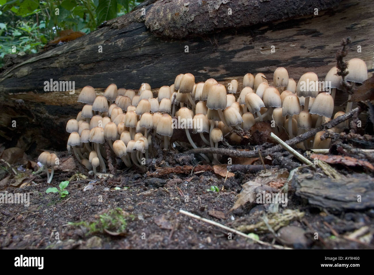 Toadstools under rotting log Stock Photo - Alamy