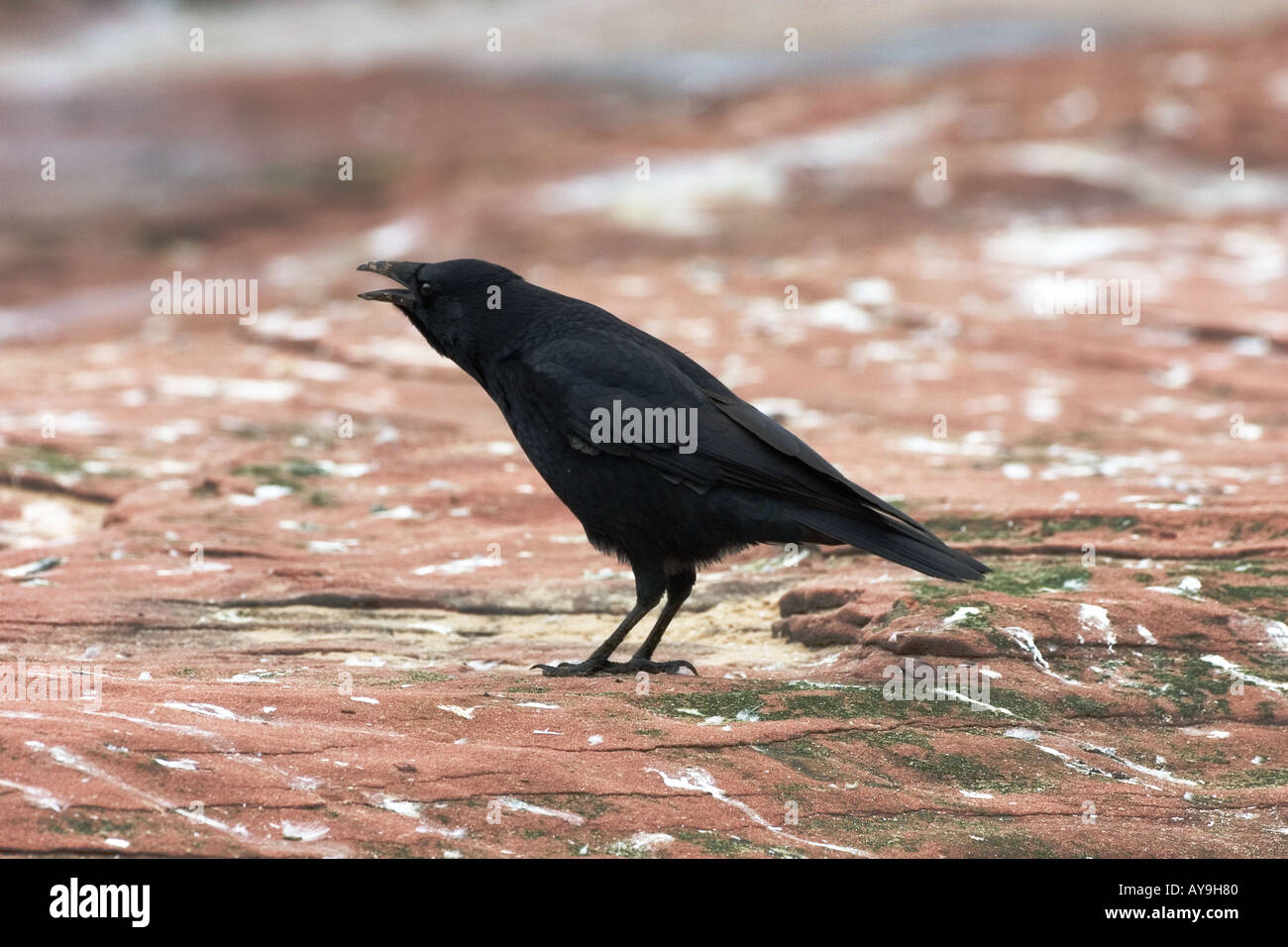 Carrion crow calling Stock Photo - Alamy