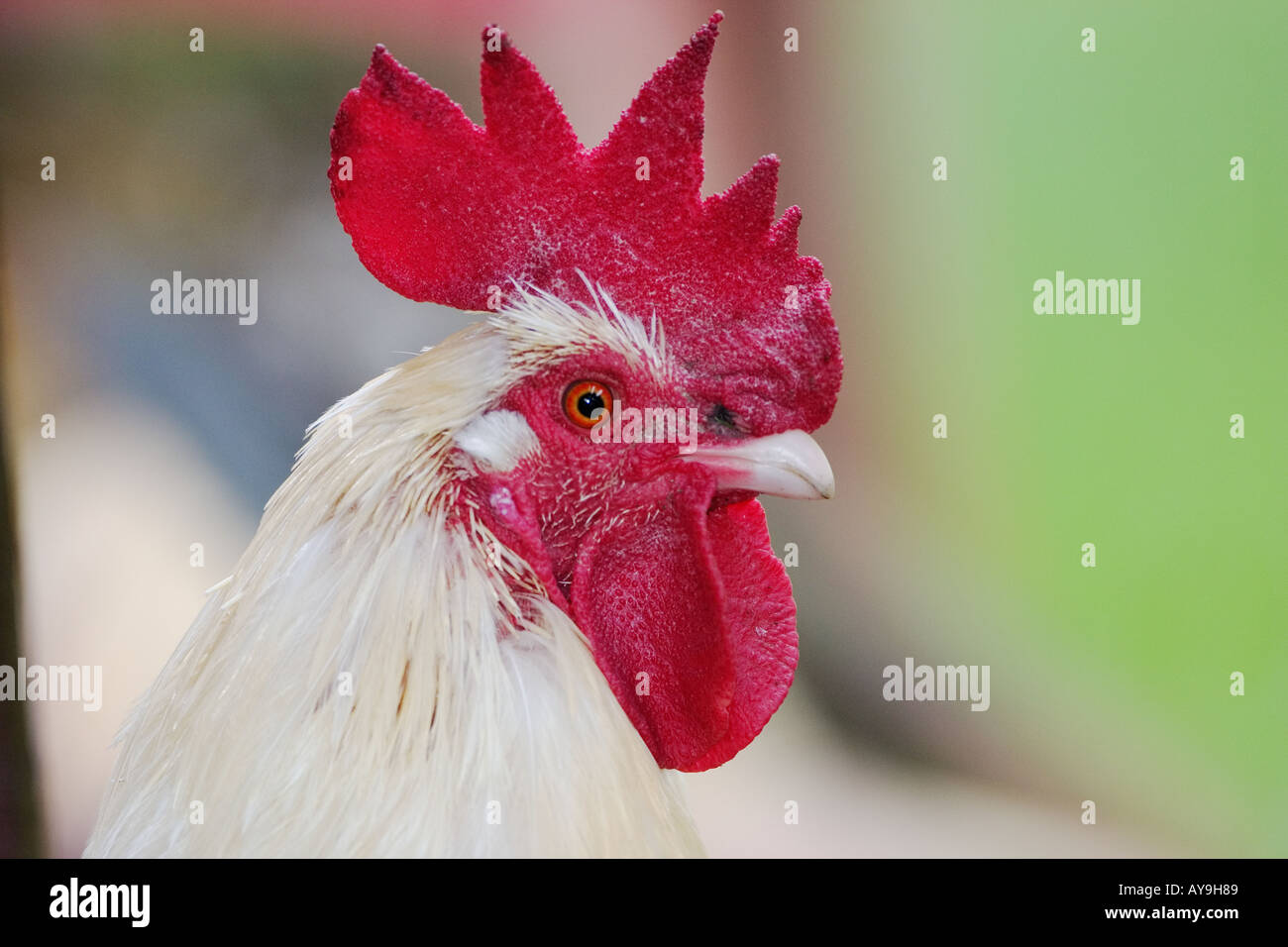 Closeup portrait of cockerel Stock Photo - Alamy