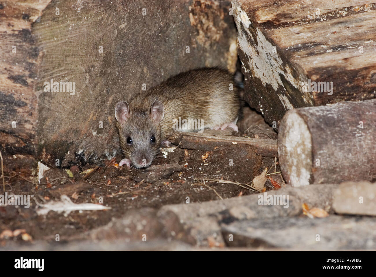 Brown rat in domestic wood pile Stock Photo - Alamy