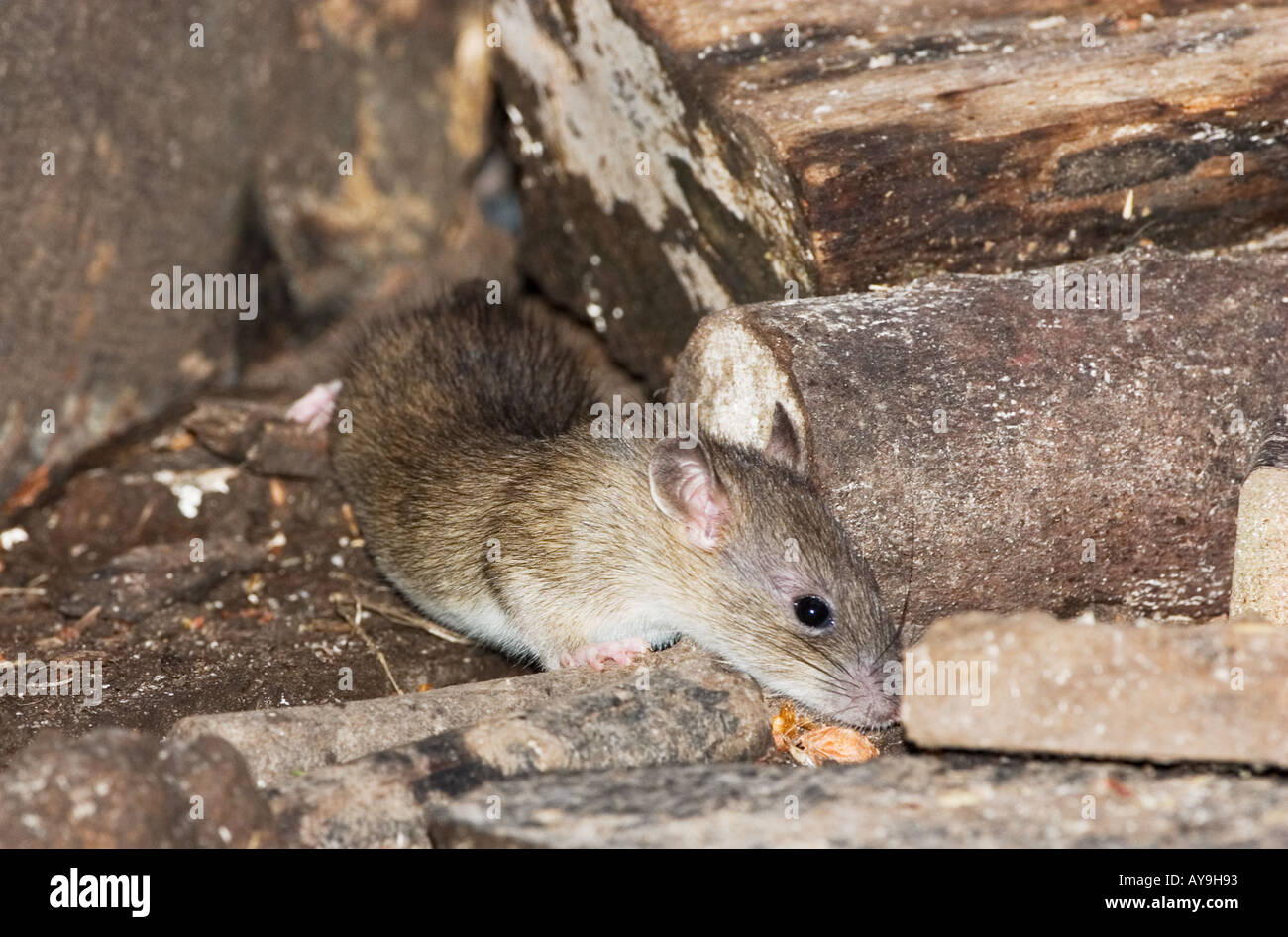 Brown rat in domestic wood pile Stock Photo - Alamy