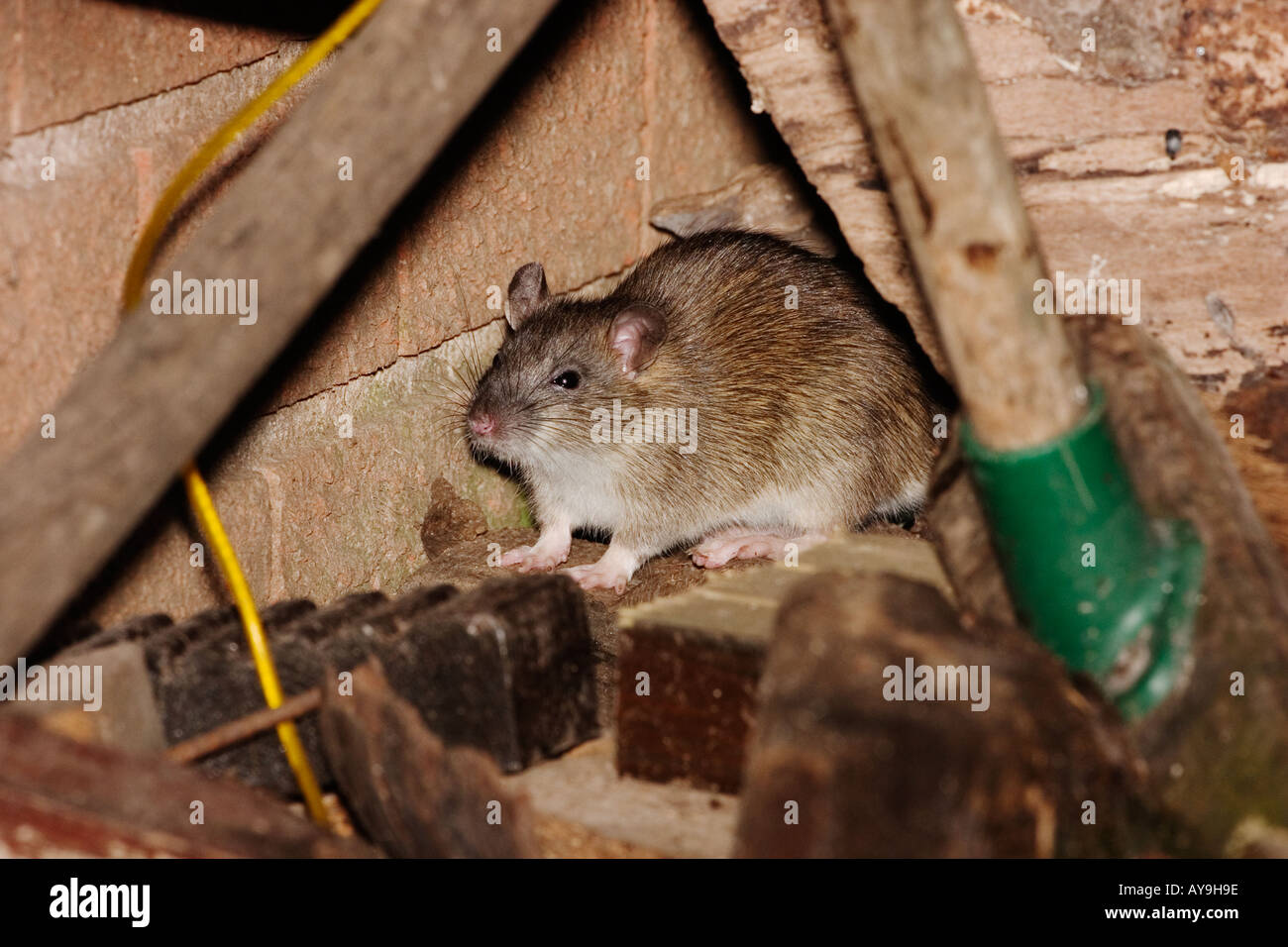 Brown rat in domestic wood pile Stock Photo - Alamy