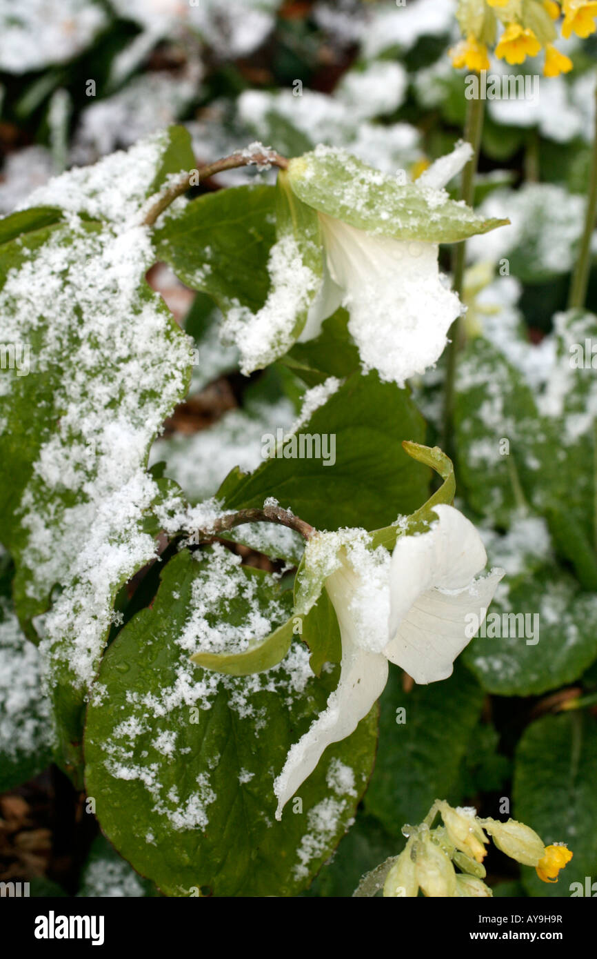 APRIL SNOW ON TRILLIUM GRANDIFLORA AGM Stock Photo - Alamy