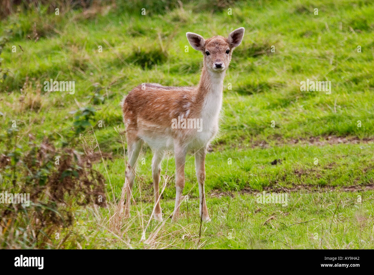 Fallow deer dama dama uk fawn hi-res stock photography and images - Alamy