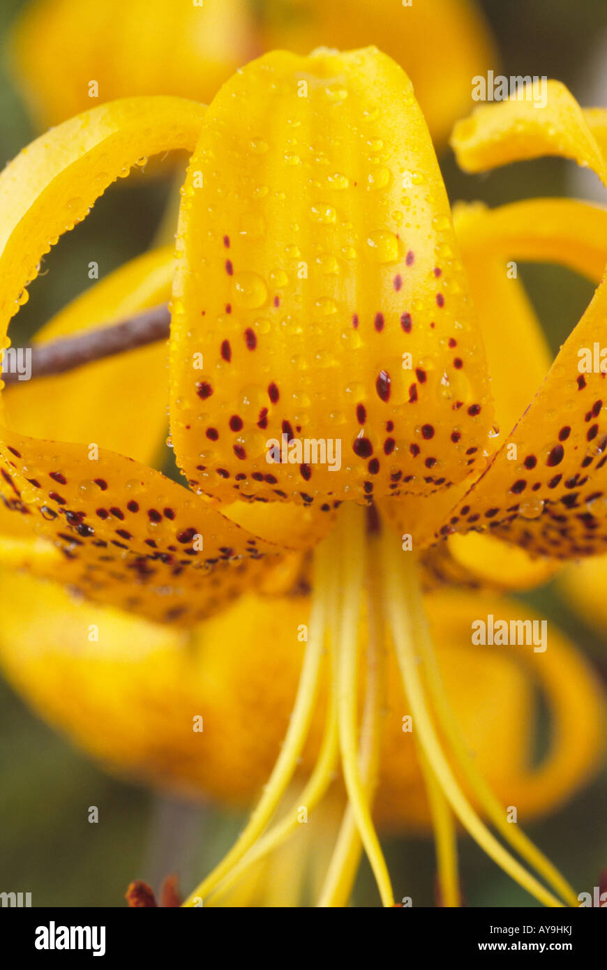 Lilium Citronella Group (Lily) Division Ic Asiatic hybrid Stock Photo ...