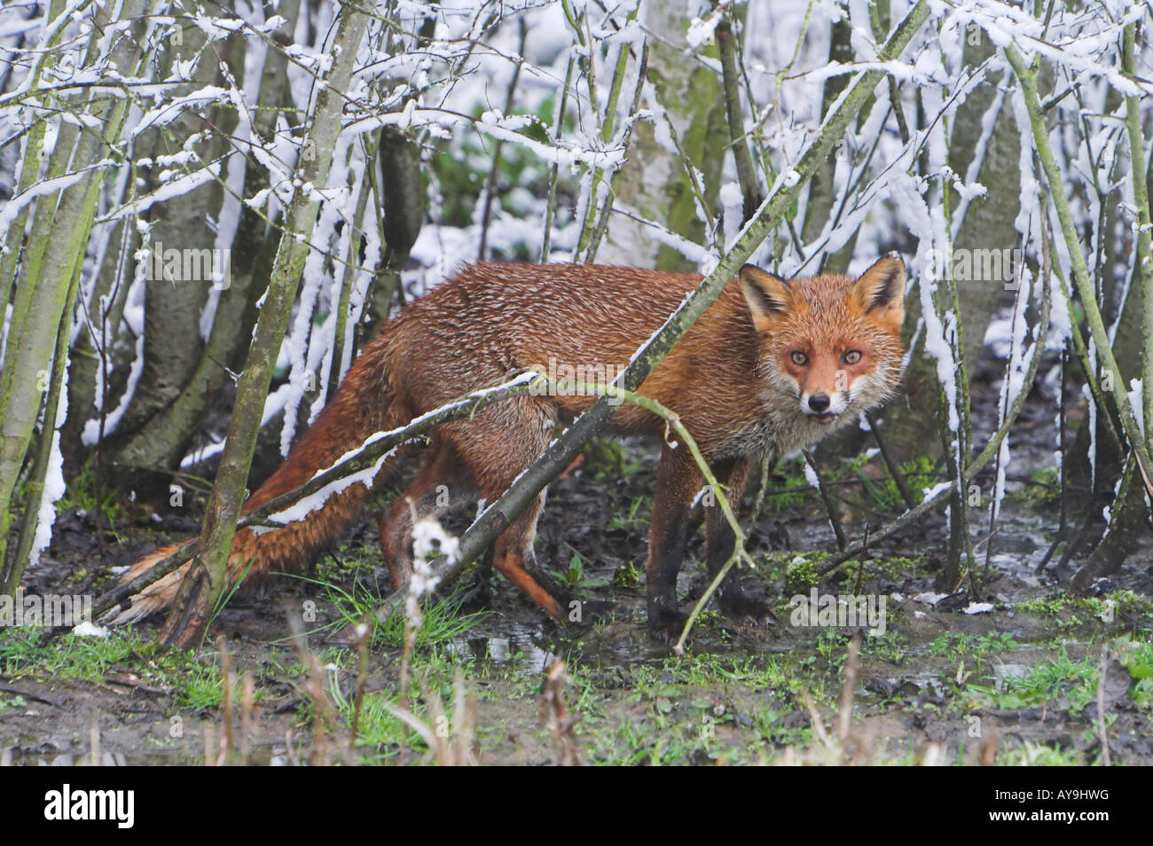 Red fox in snowy woodland Stock Photo - Alamy
