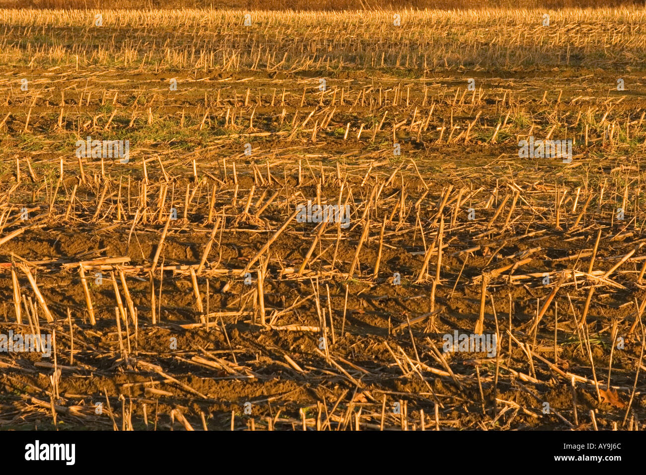 Corn life cycle hi-res stock photography and images - Alamy