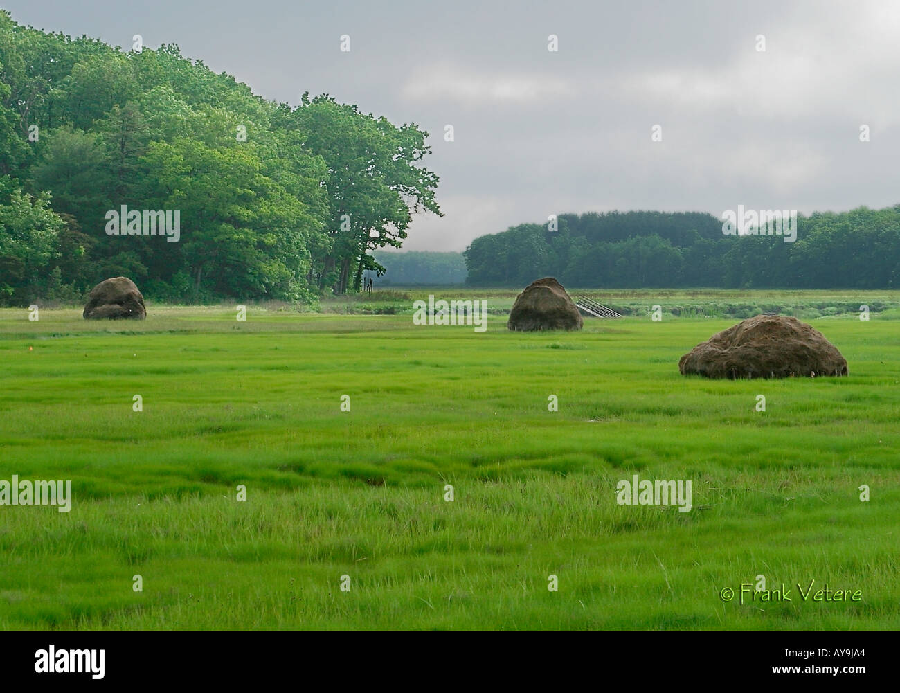 Saltmarsh hay hi-res stock photography and images - Alamy