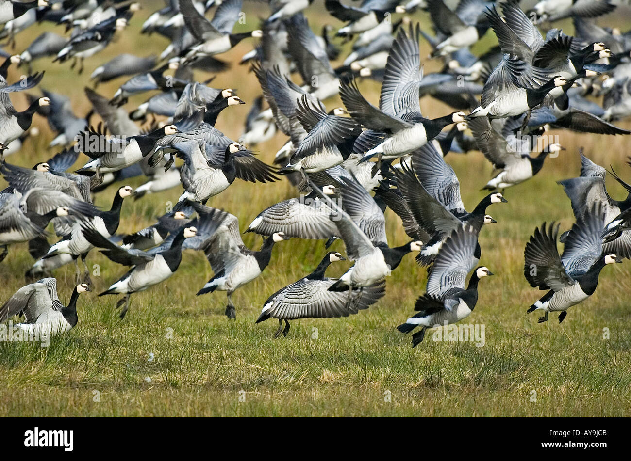 BARNACLE GEESE Flock taking off Stock Photo - Alamy