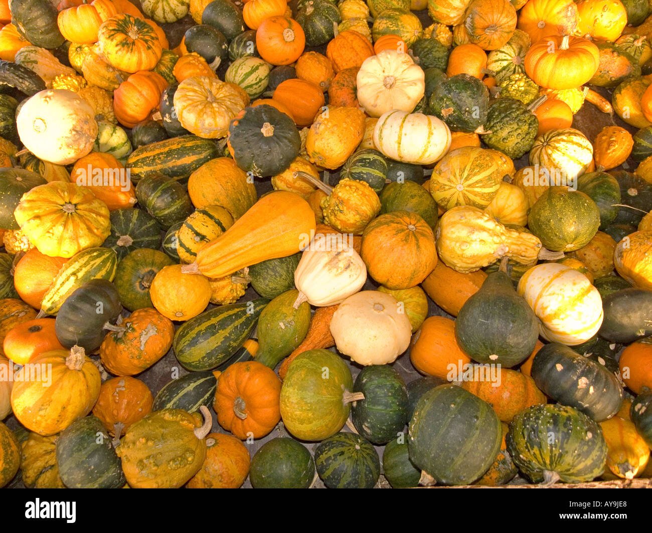 GOURDES on sale in Farm Shop. Netherlands Stock Photo - Alamy