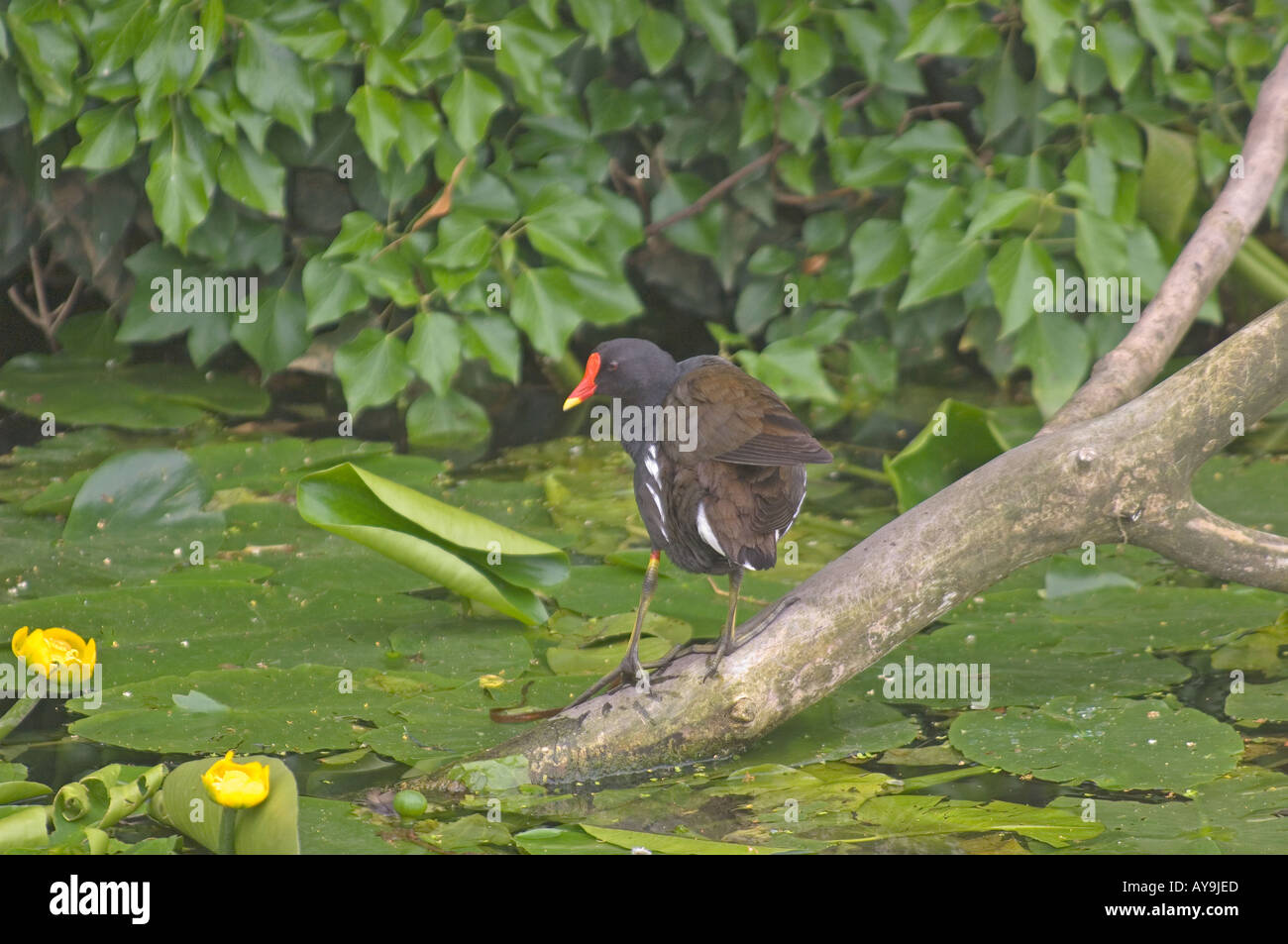 Tree log in water hi-res stock photography and images - Alamy