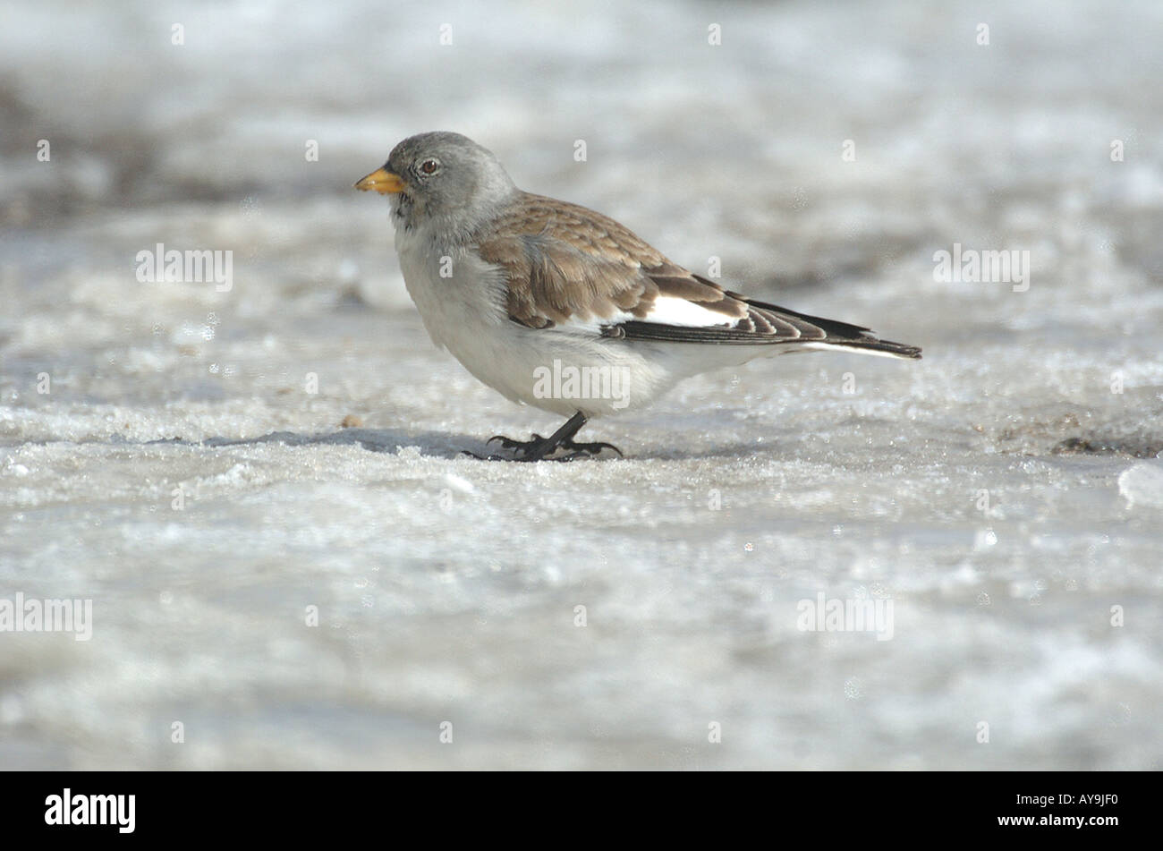 Male snowfinch hi-res stock photography and images - Alamy