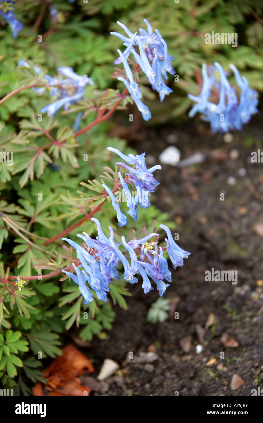 Blue Corydalis aka Blue Fumitory, Corydalis flexuosa, Papavaraceae ...
