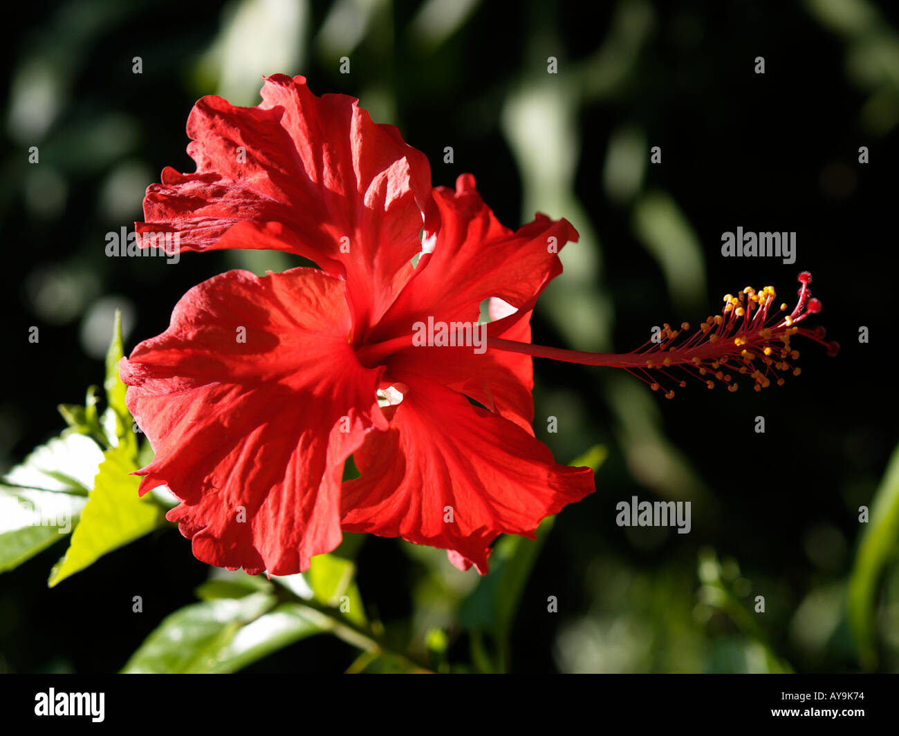 Hibiscus garland hi-res stock photography and images - Alamy